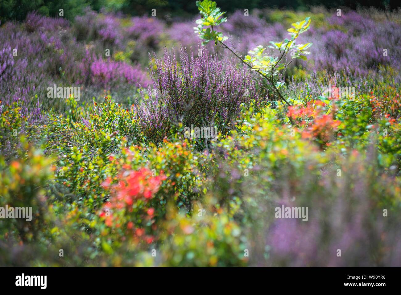 Heather bloom hi-res stock photography and images - Alamy