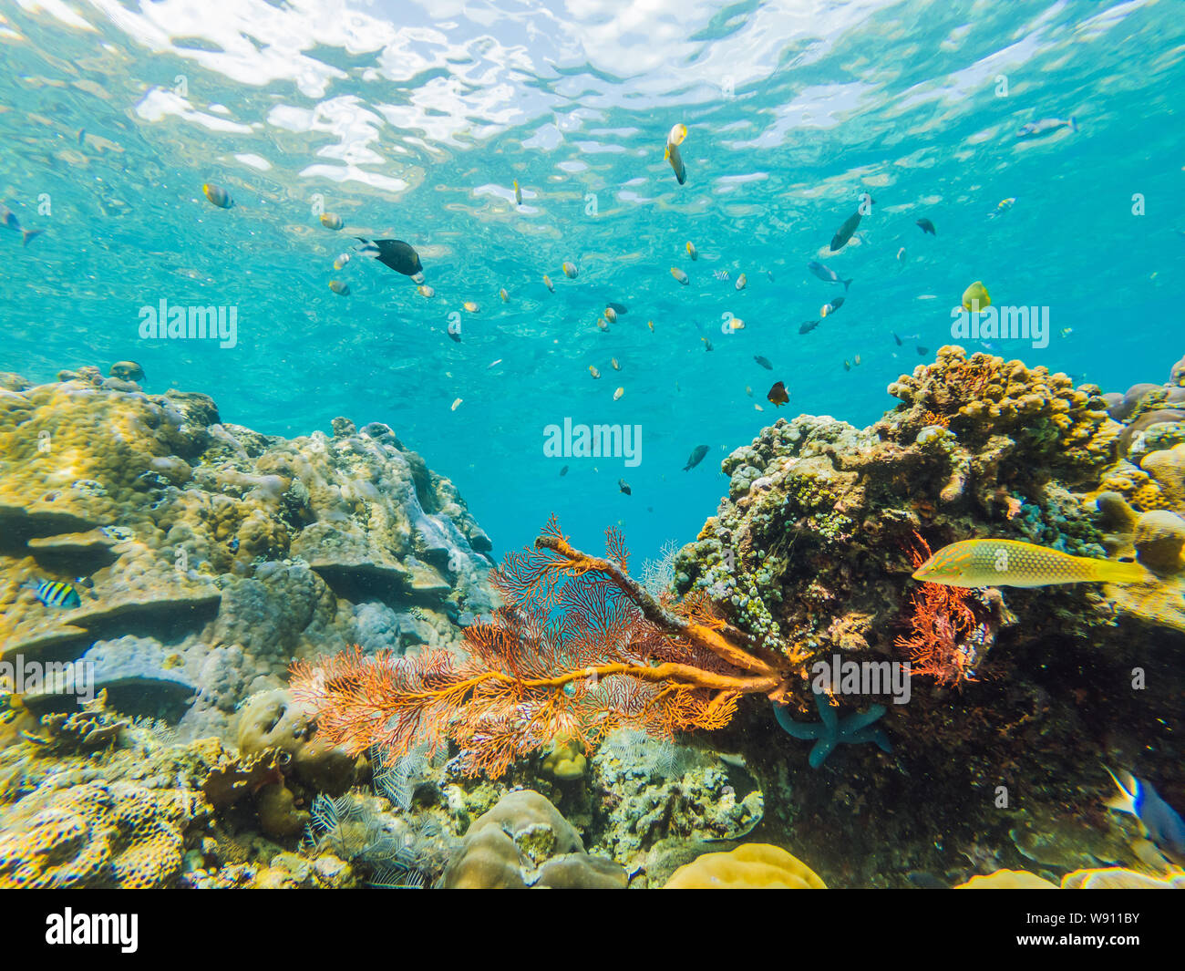Underwater life landscape. Fish shoal at coral reef ocean underwater ...