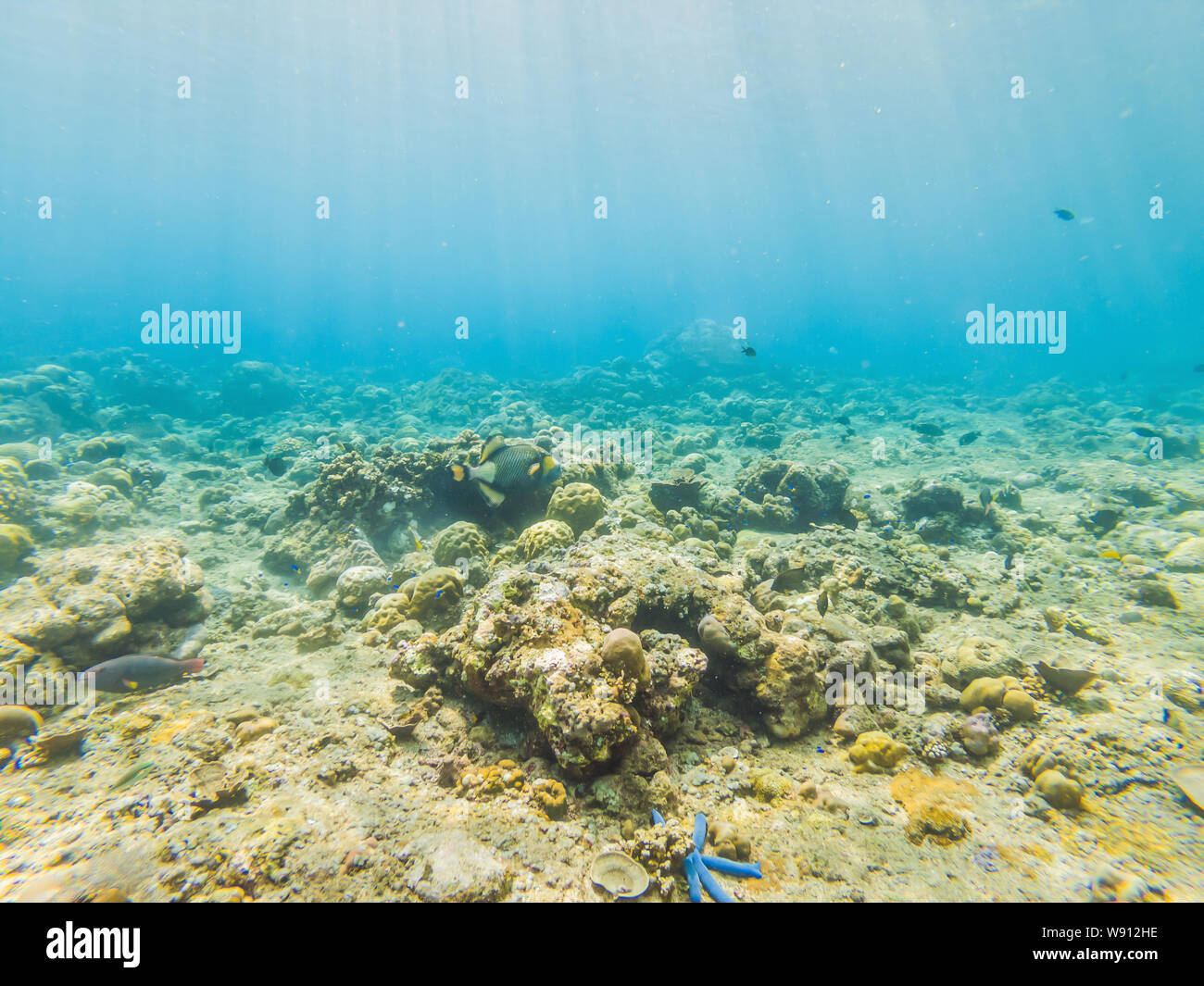 Underwater life landscape. Fish shoal at coral reef ocean underwater ...