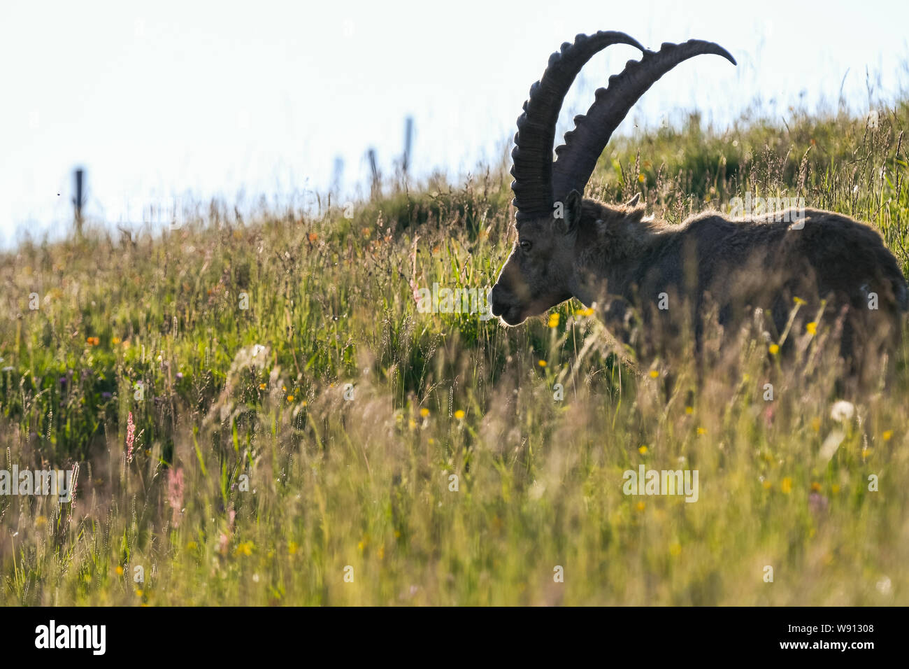 Steinbock in wiese hi-res stock photography and images - Alamy