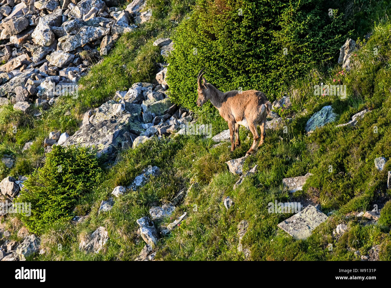 Alpine ibex in a slope in the Bernese Alps Stock Photo - Alamy