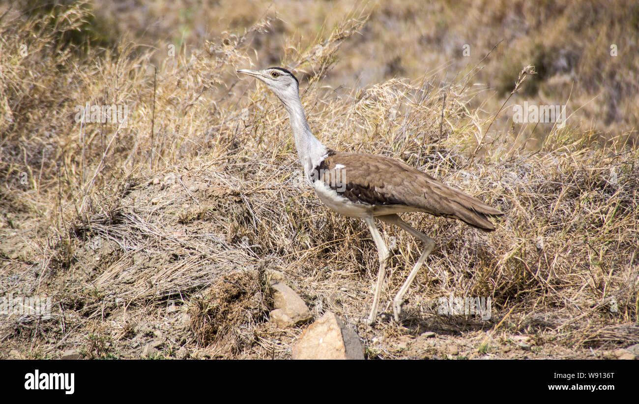 Australian bustard plains turkey australia hi-res stock photography and ...