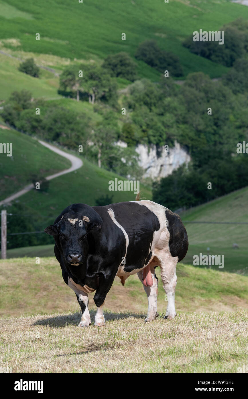 Muscley hi-res stock photography and images - Alamy