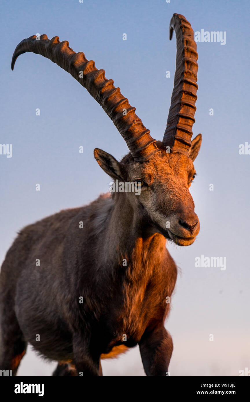 Steinbock portrait hi-res stock photography and images - Alamy