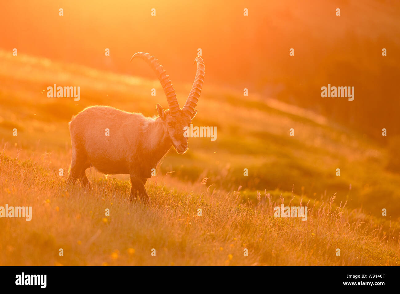 Swiss alps during golden hour hi-res stock photography and images - Alamy
