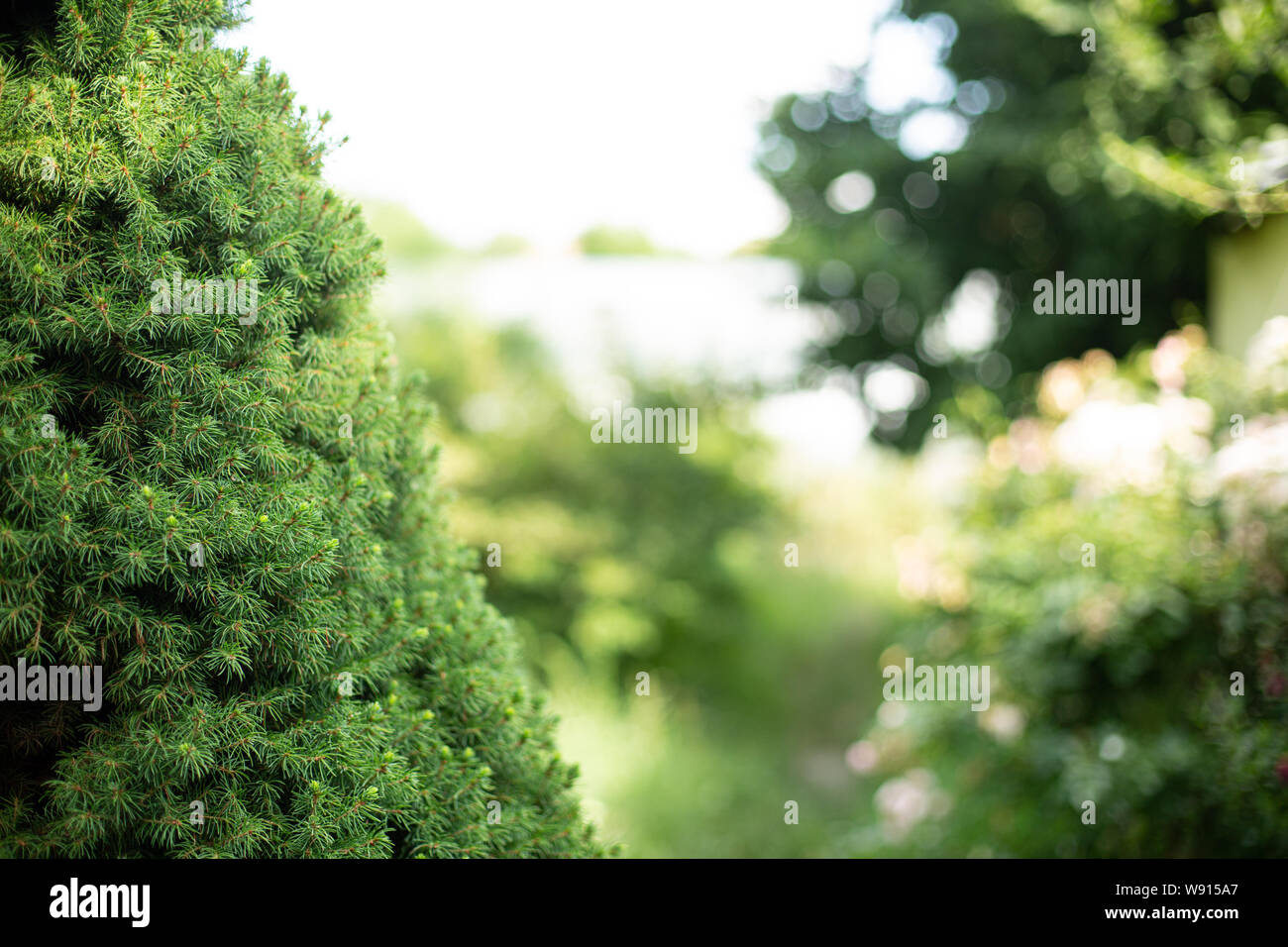 Horizontal background: pine tree in focuse and the other scene is ...