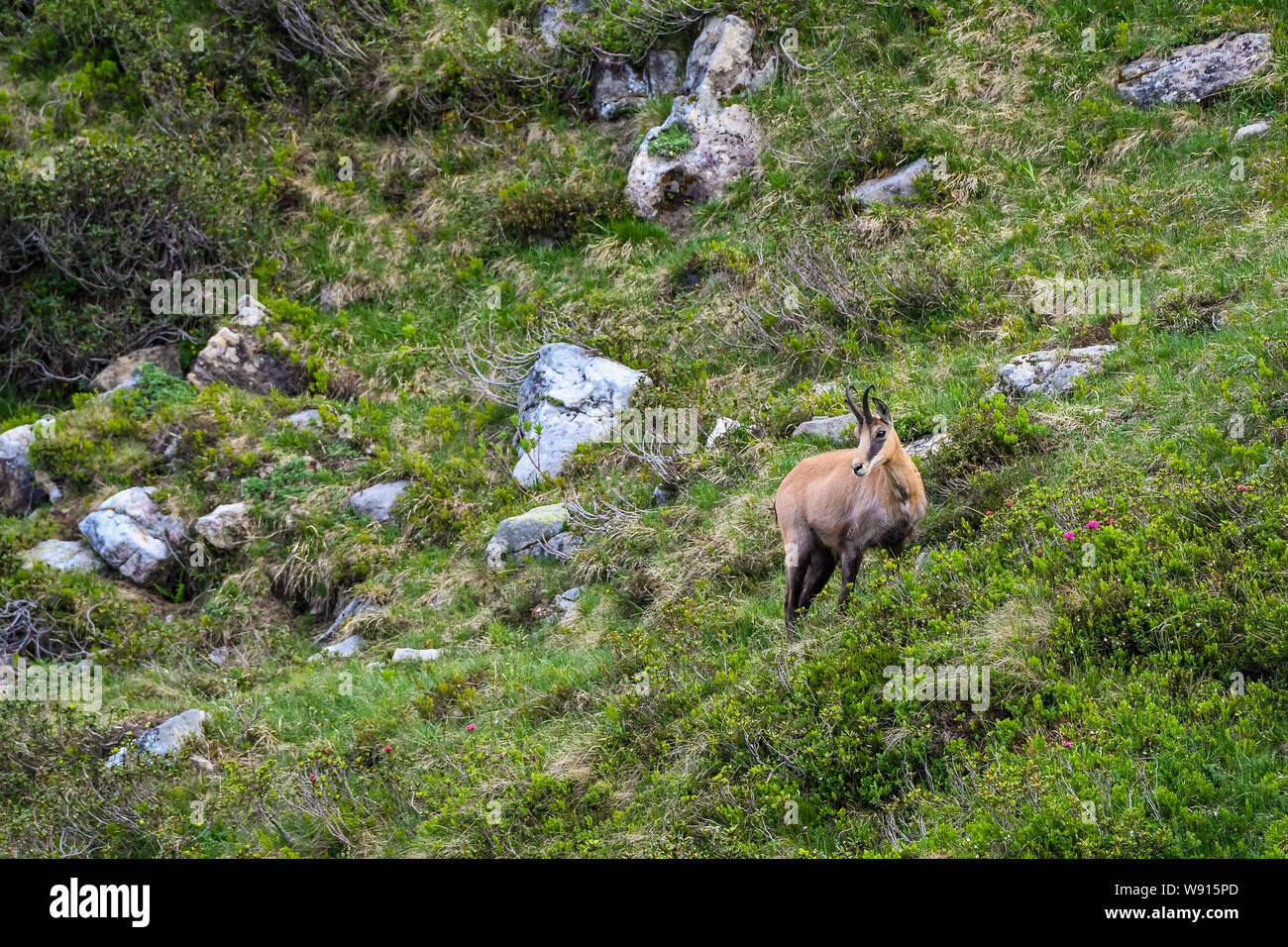Gämse im Justistal (Berner Oberland Stock Photo - Alamy