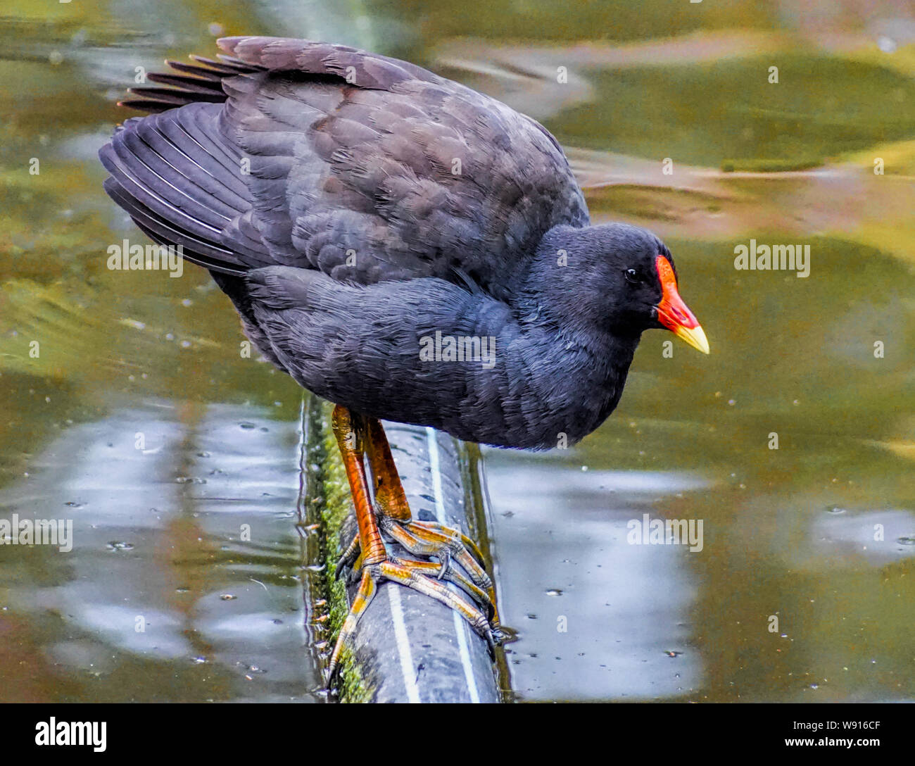 Australian dusky moorhen hi-res stock photography and images - Alamy