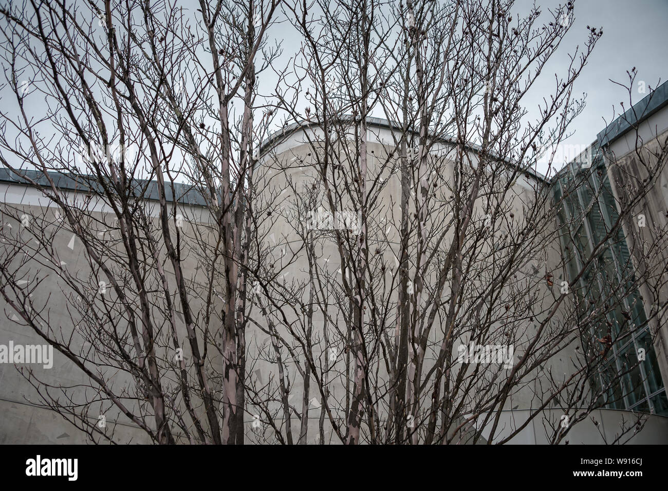 Bare branches of a Kesho-Yanagi (Cometic willow) tree with a modern ...