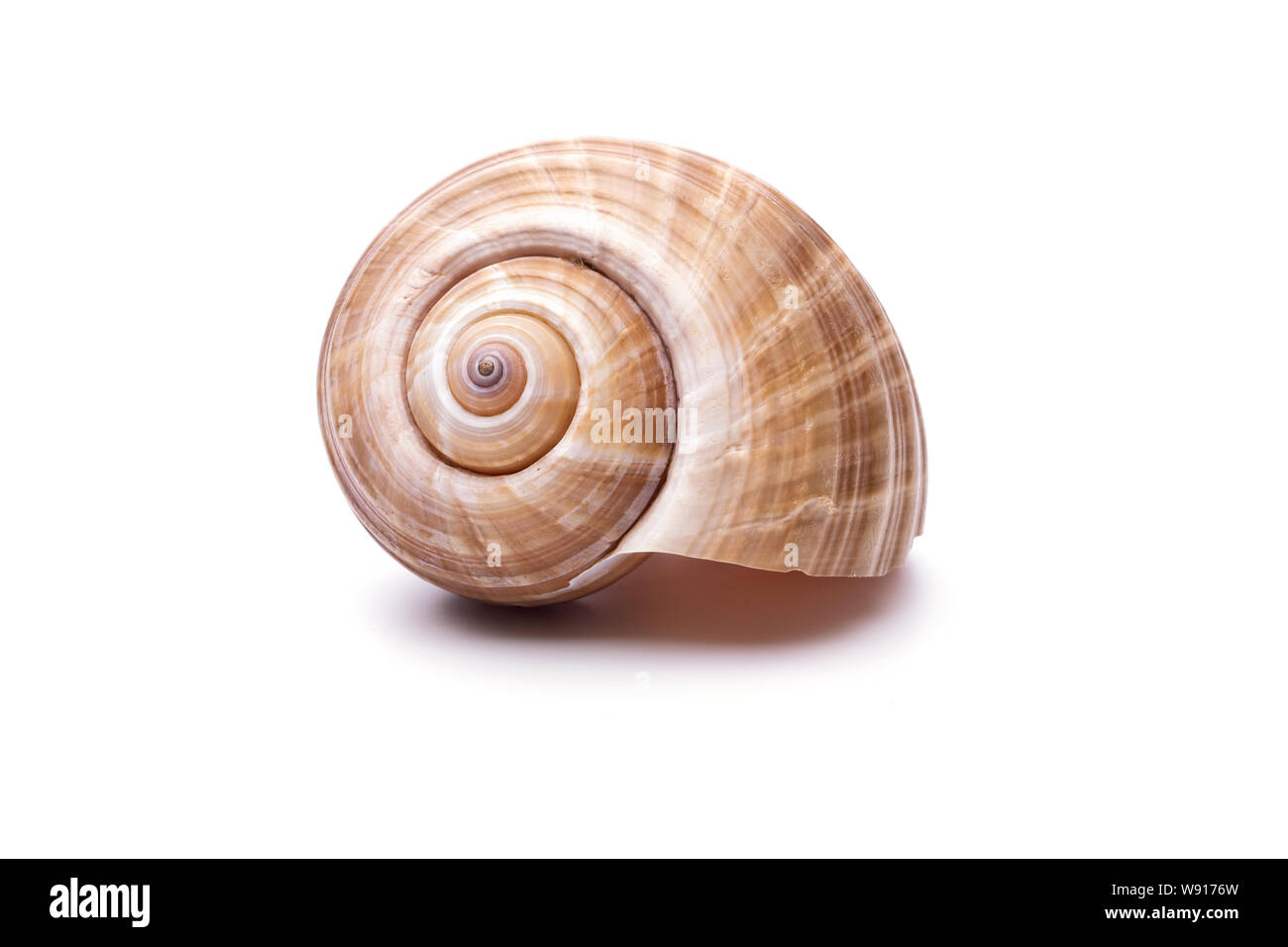 Sea natural shell, original pattern of marine life. Safety Shelter for ...