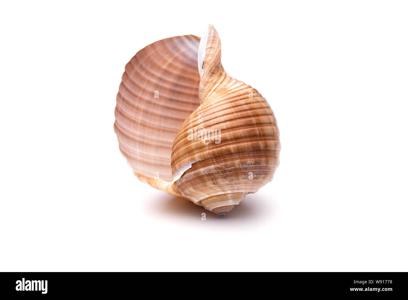 Sea natural shell, original pattern of marine life. Safety Shelter for ...