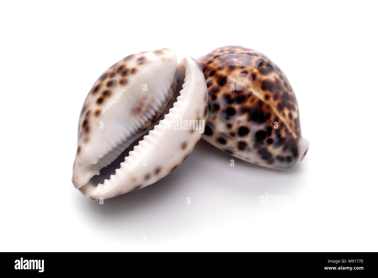 Sea natural shell, original pattern of marine life. Safety Shelter for ...
