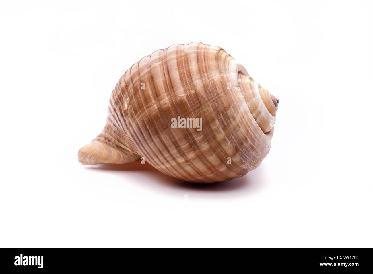 Sea natural shell, original pattern of marine life. Safety Shelter for ...