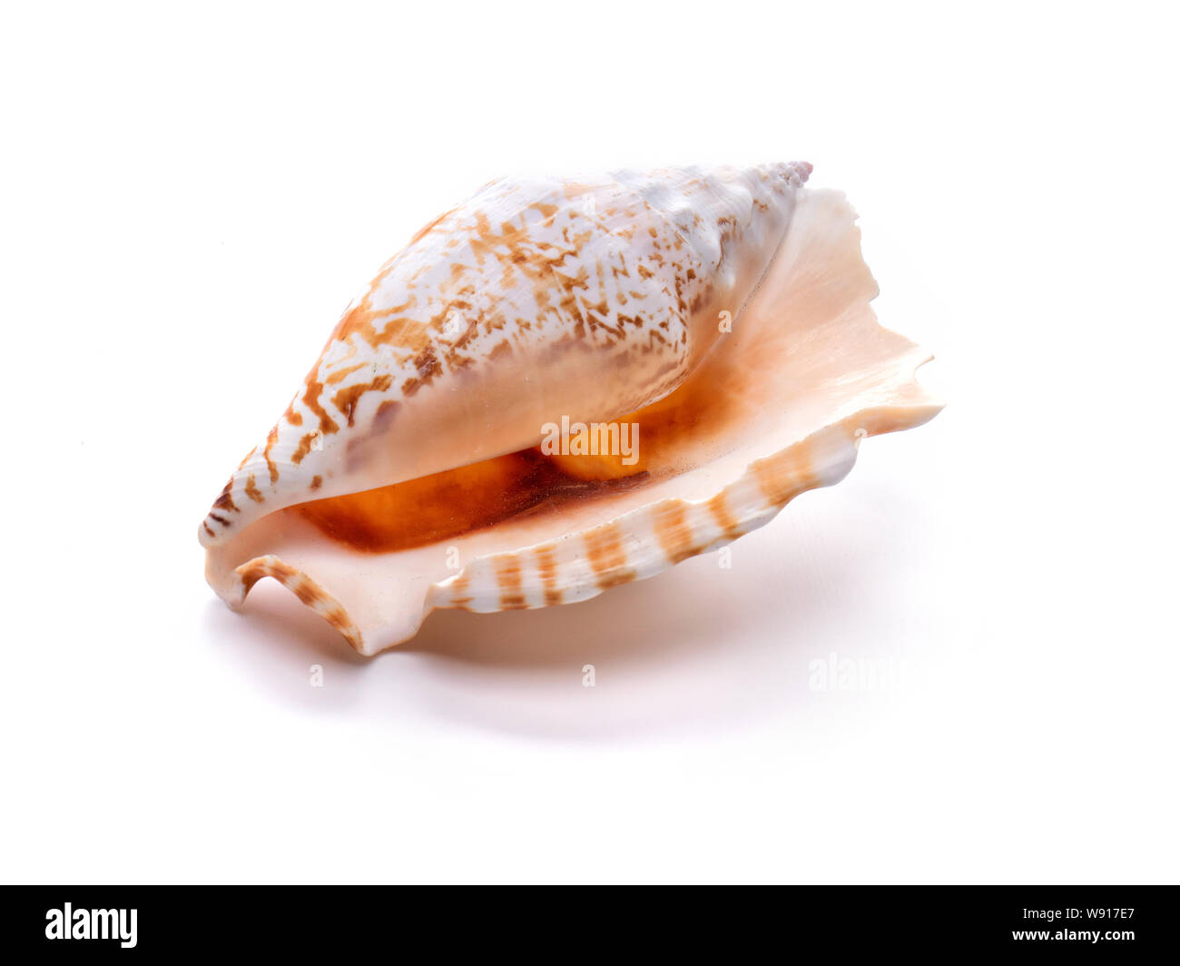 Sea natural shell, original pattern of marine life. Safety Shelter for ...