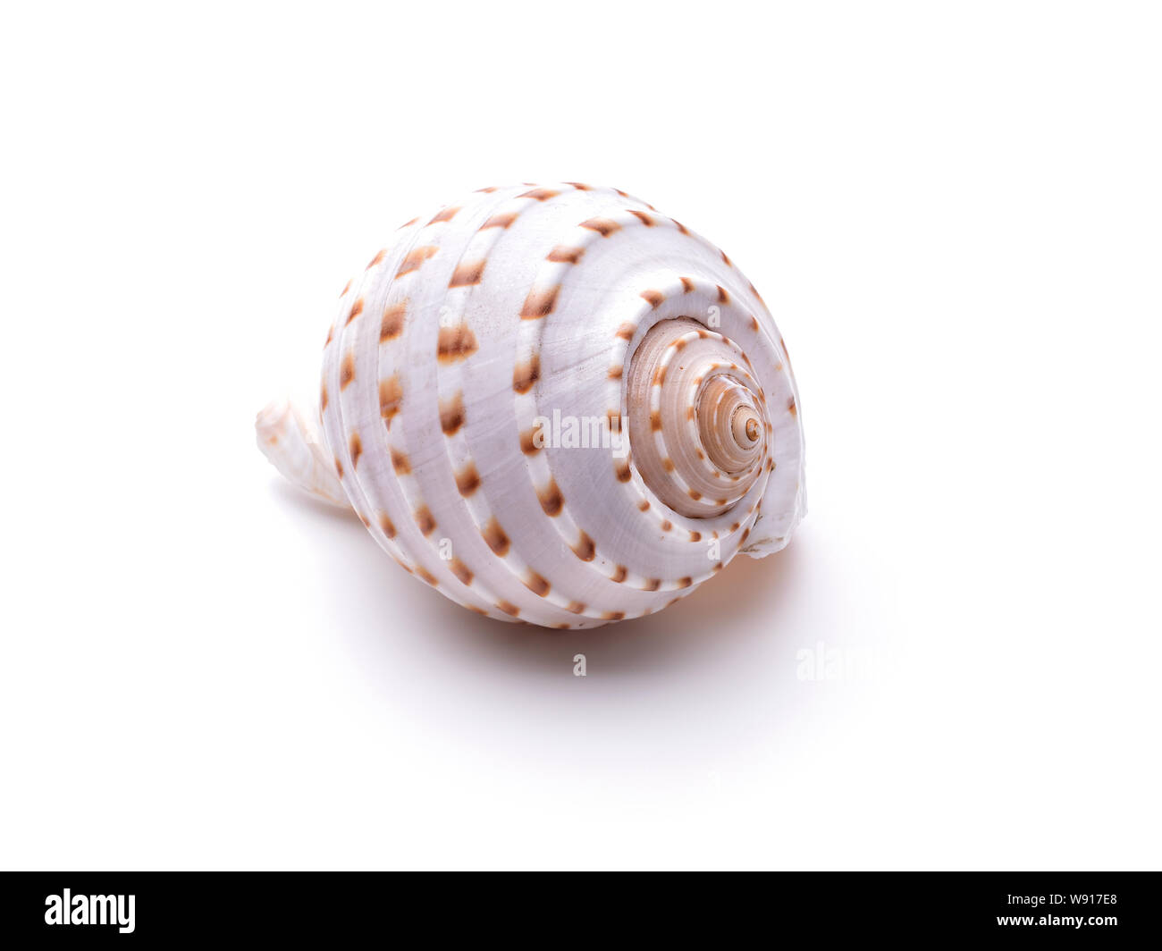 Sea natural shell, original pattern of marine life. Safety Shelter for ...