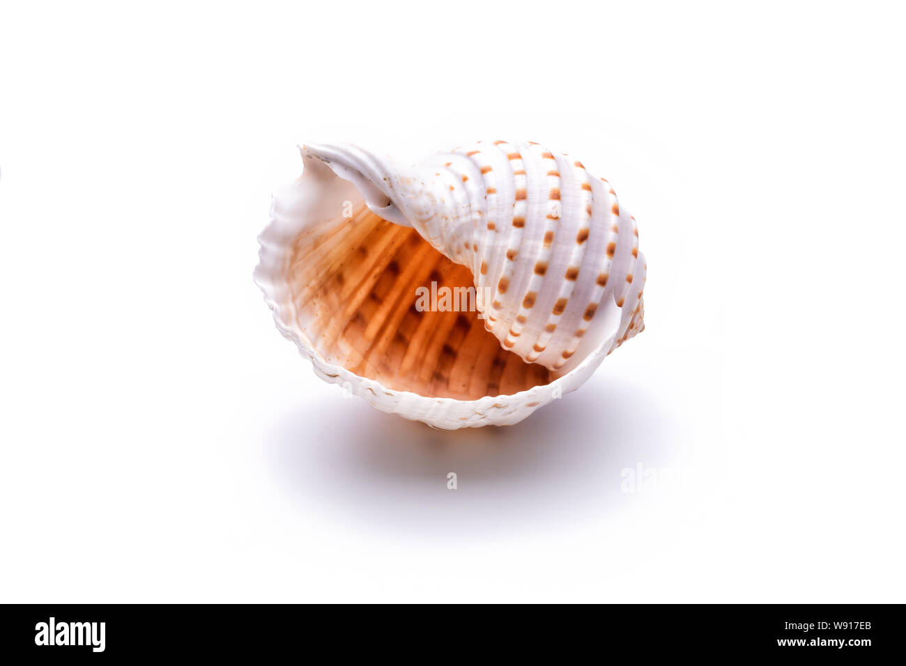 Sea natural shell, original pattern of marine life. Safety Shelter for ...