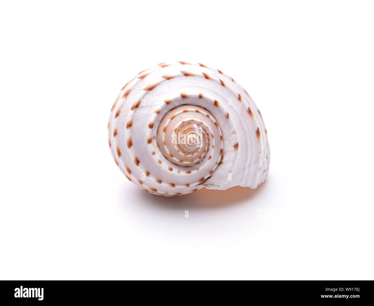 Sea natural shell, original pattern of marine life. Safety Shelter for ...