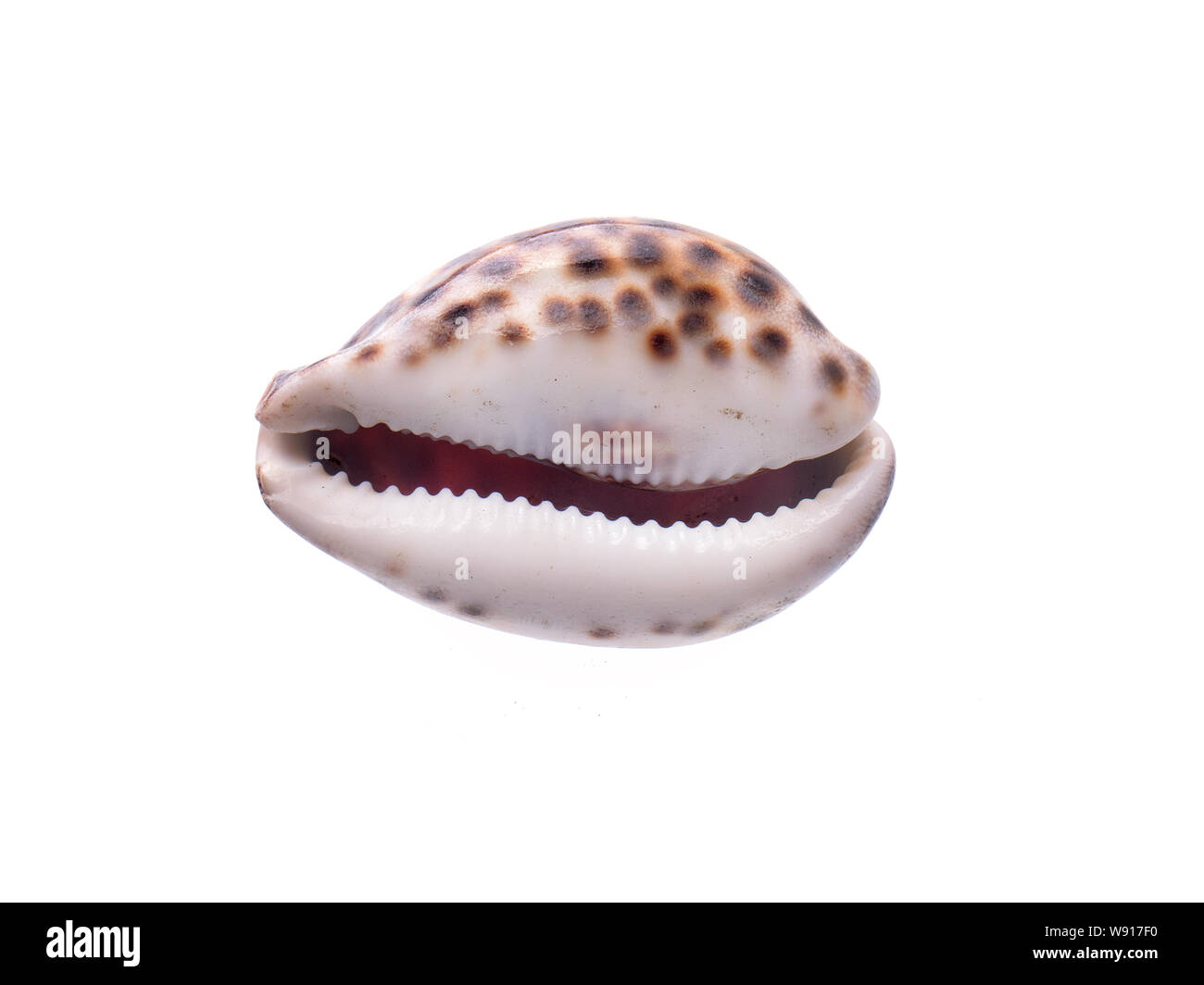 Sea natural shell, original pattern of marine life. Safety Shelter for ...