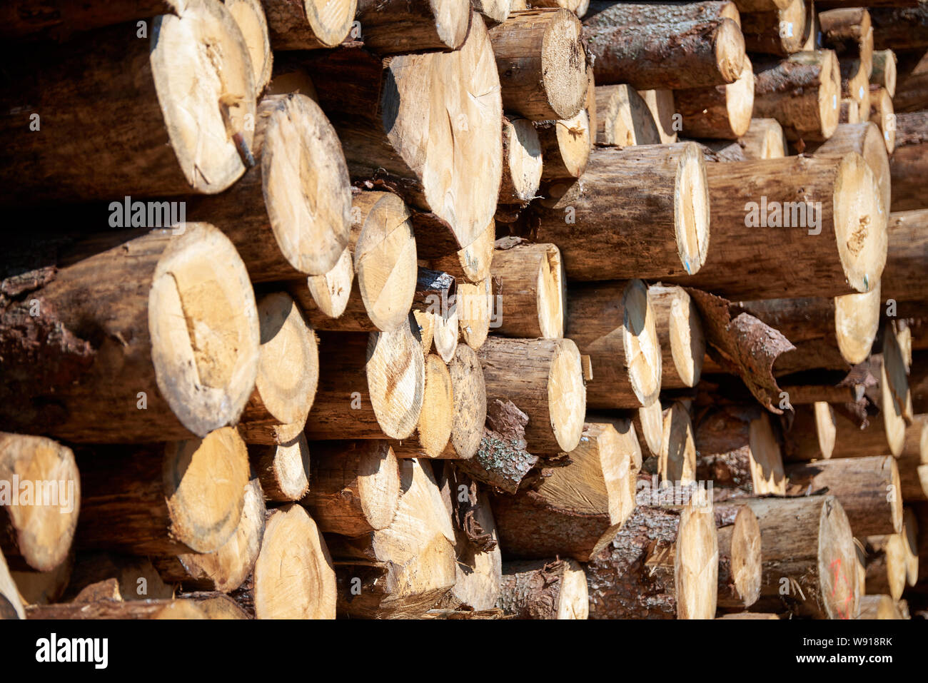 Stacked logs and woodpiles, lumber and wood industry Stock Photo - Alamy