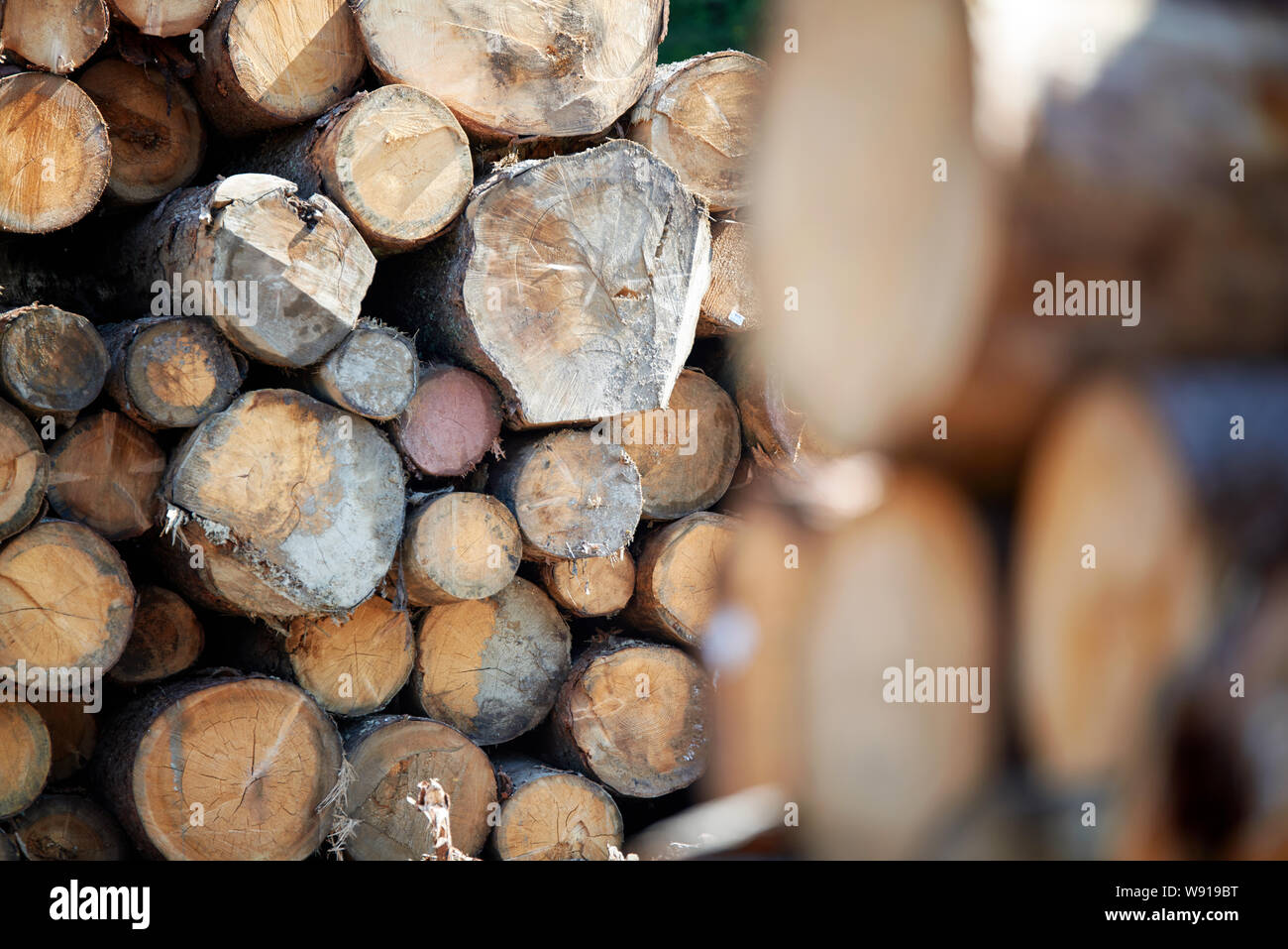 Stacked logs and woodpiles, lumber and wood industry Stock Photo - Alamy