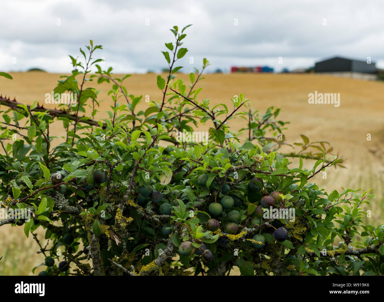 Sloe prunus spinosa hi-res stock photography and images - Alamy