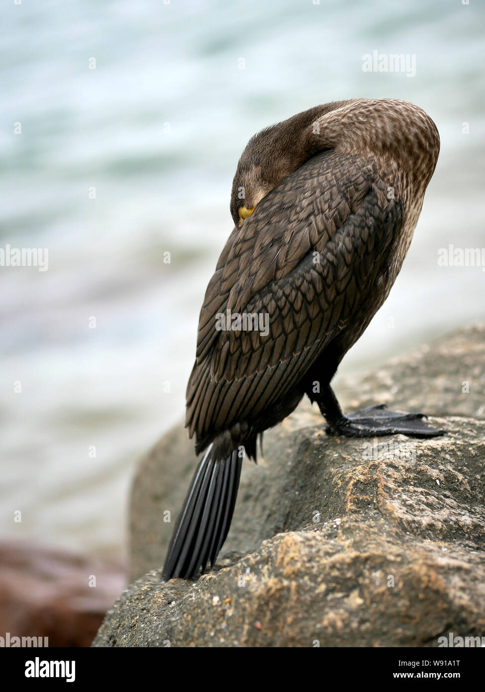 cormorant freezing cold close-up standing on the stone Stock Photo - Alamy