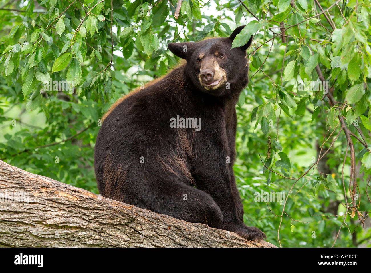 Black Bear In A Tree Stock Photo - Alamy