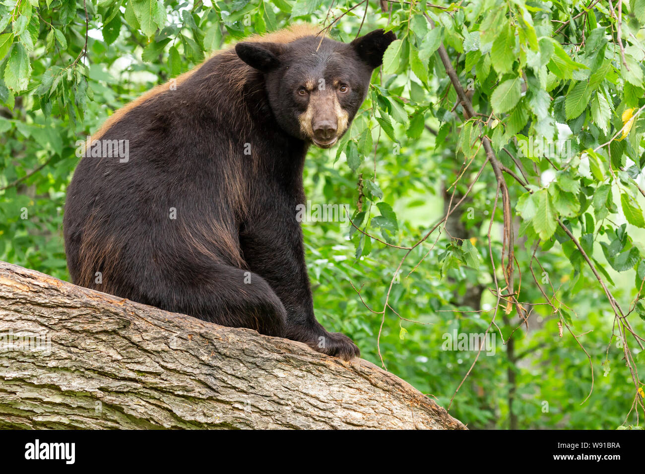 Black Bear In Tree Stock Photo - Alamy