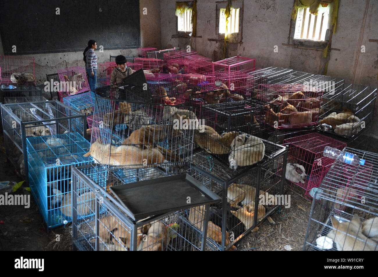 Chinese chongqing dog hi-res stock photography and images - Alamy