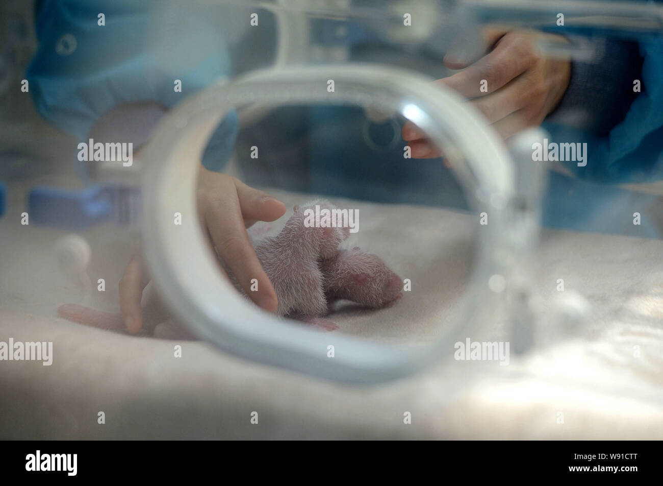 A Chinese worker takes care of a pair of newborn male giant panda twins ...