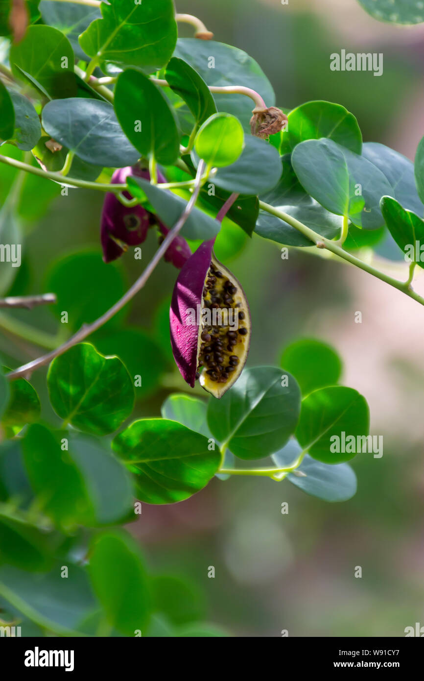 Shrub of caper plant, Capers or Capparis spinosa branches with green ...