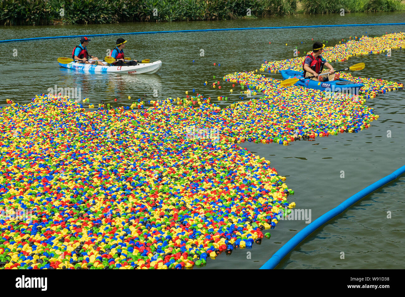 Rafts of ducks hi-res stock photography and images - Alamy