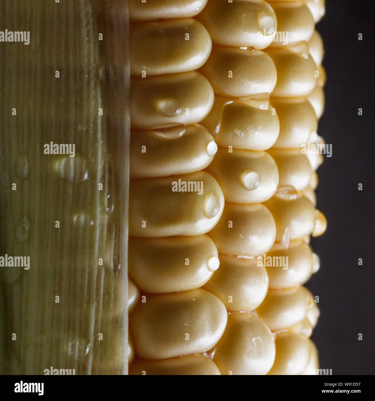Corn cob macro isolated on black background. Farming and agriculture ...