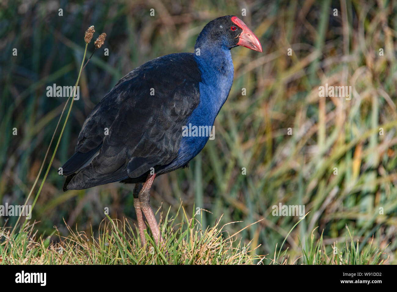 Australian swamp bird hi-res stock photography and images - Alamy