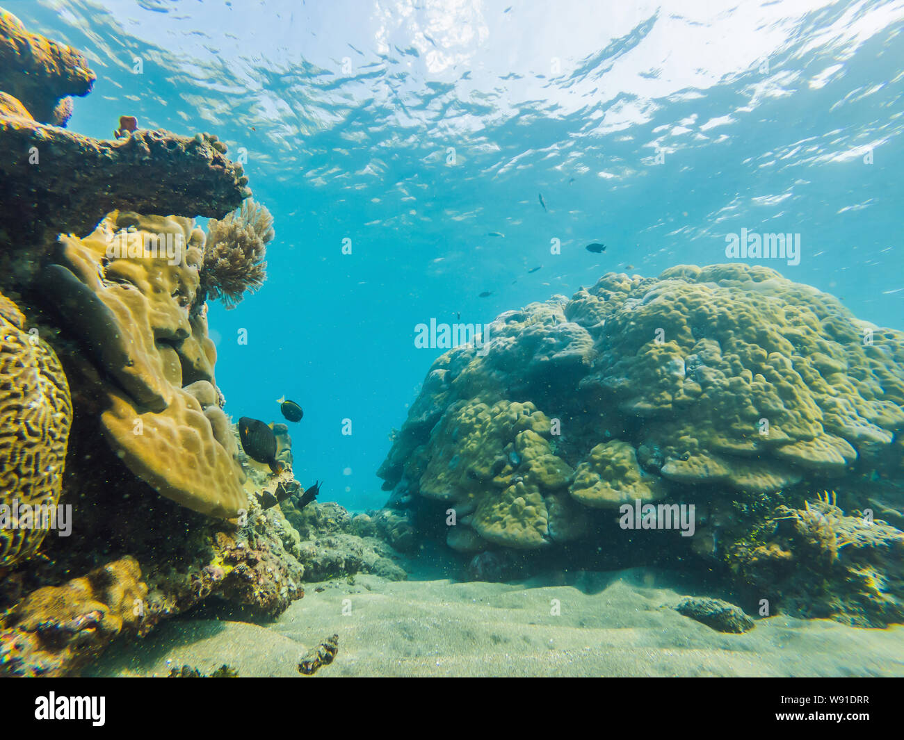 Underwater life landscape. Fish shoal at coral reef ocean underwater ...
