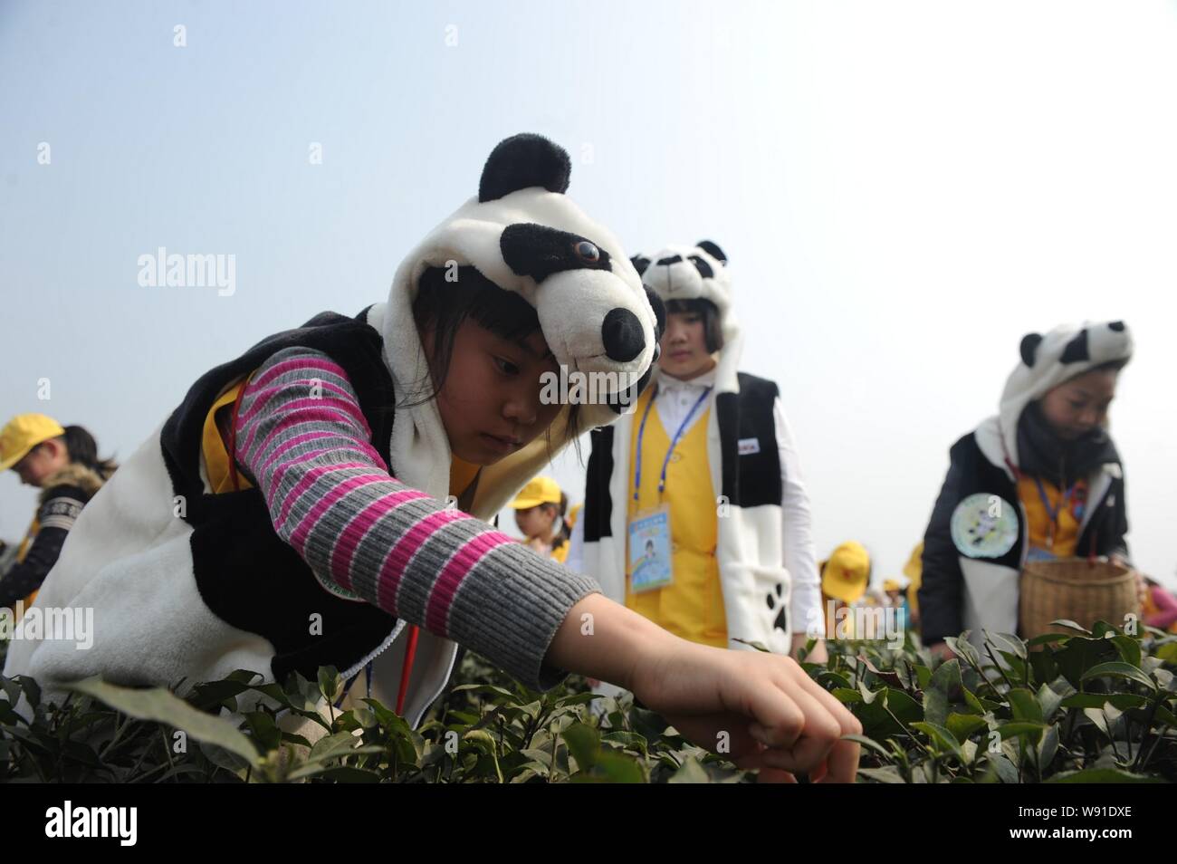 Pupils in panda costumes pick tea-leaves fertilized with panda feces at ...