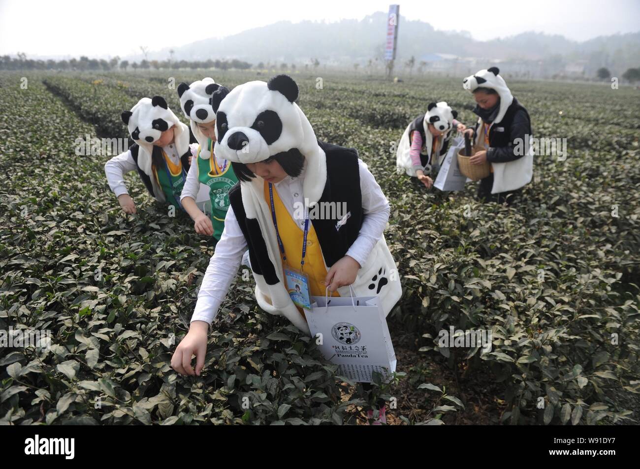 Panda poo tea hi-res stock photography and images - Alamy