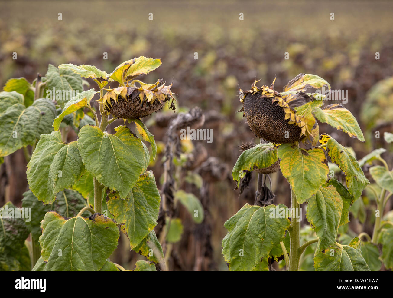 Field of drying sunflowers in Aquitaine. France Stock Photo - Alamy