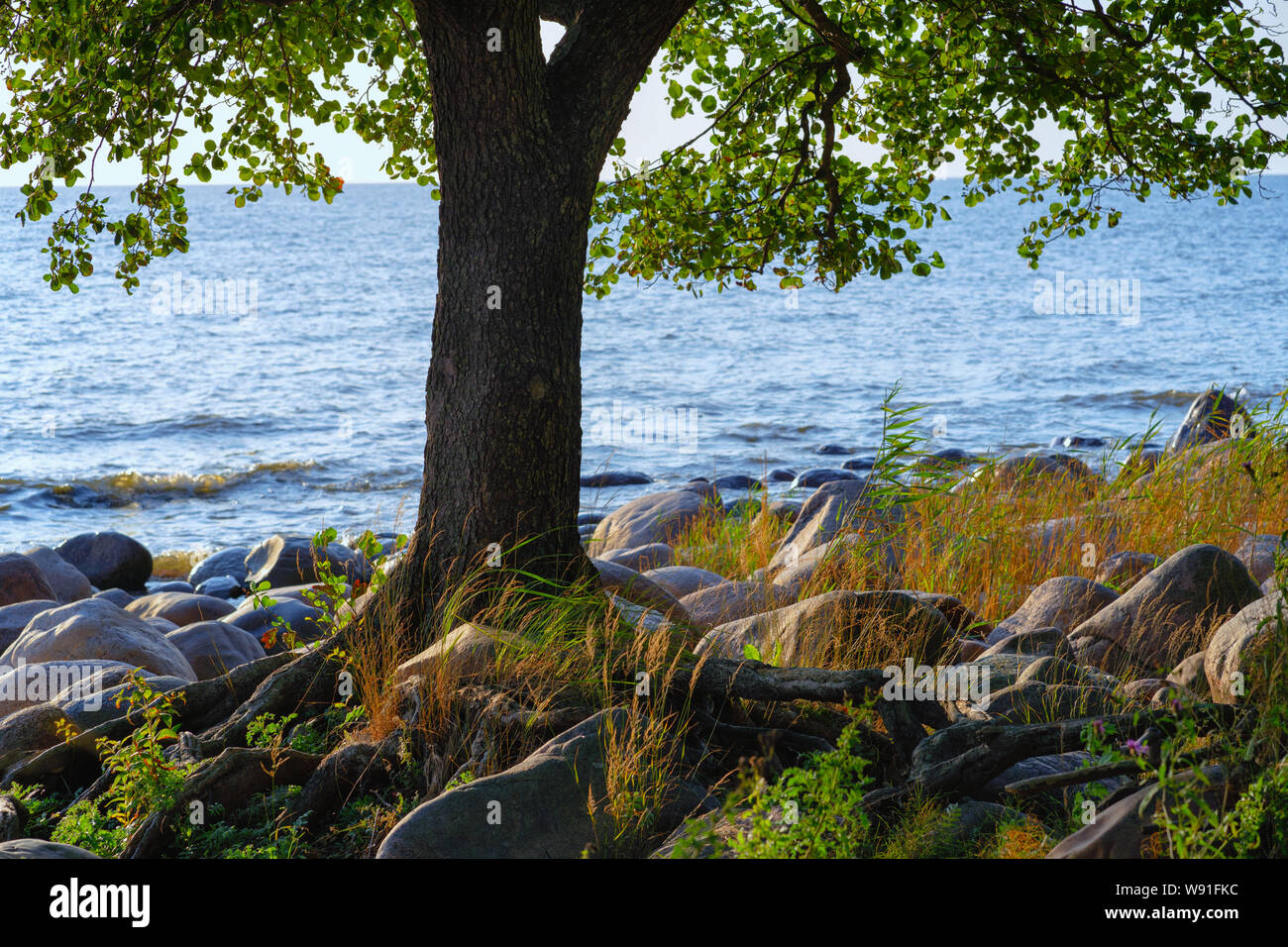 A tree grows on a sea beach with stones Stock Photo - Alamy