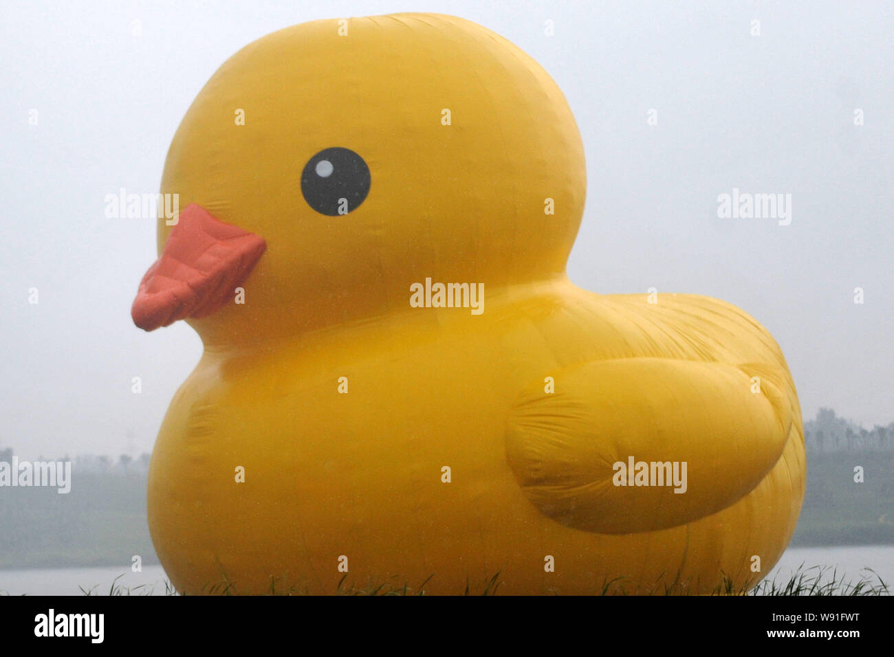 A giant yellow rubber duck, designed by Dutch artist Florentijn Hofman ...