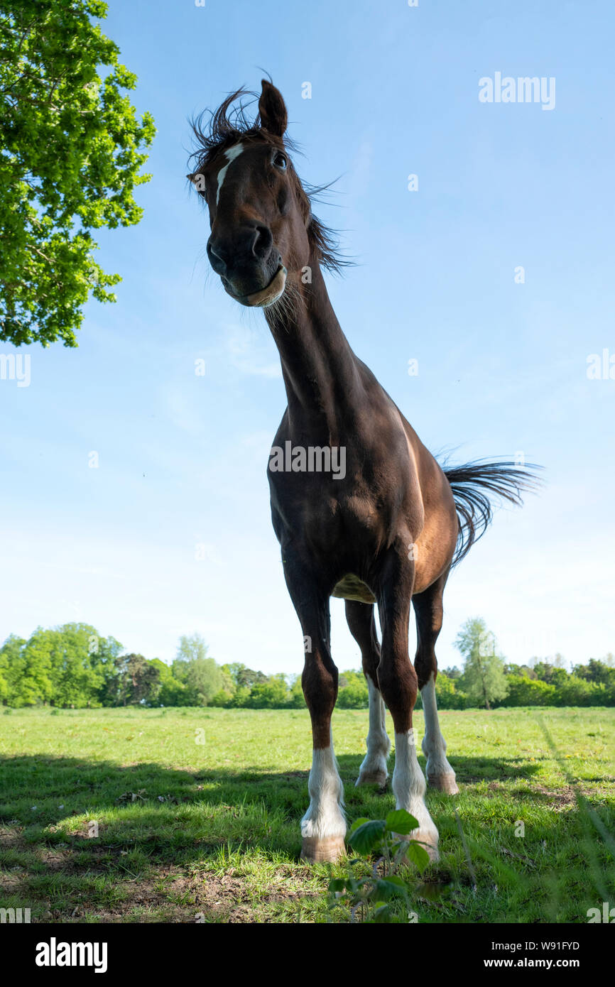 Horses Playing