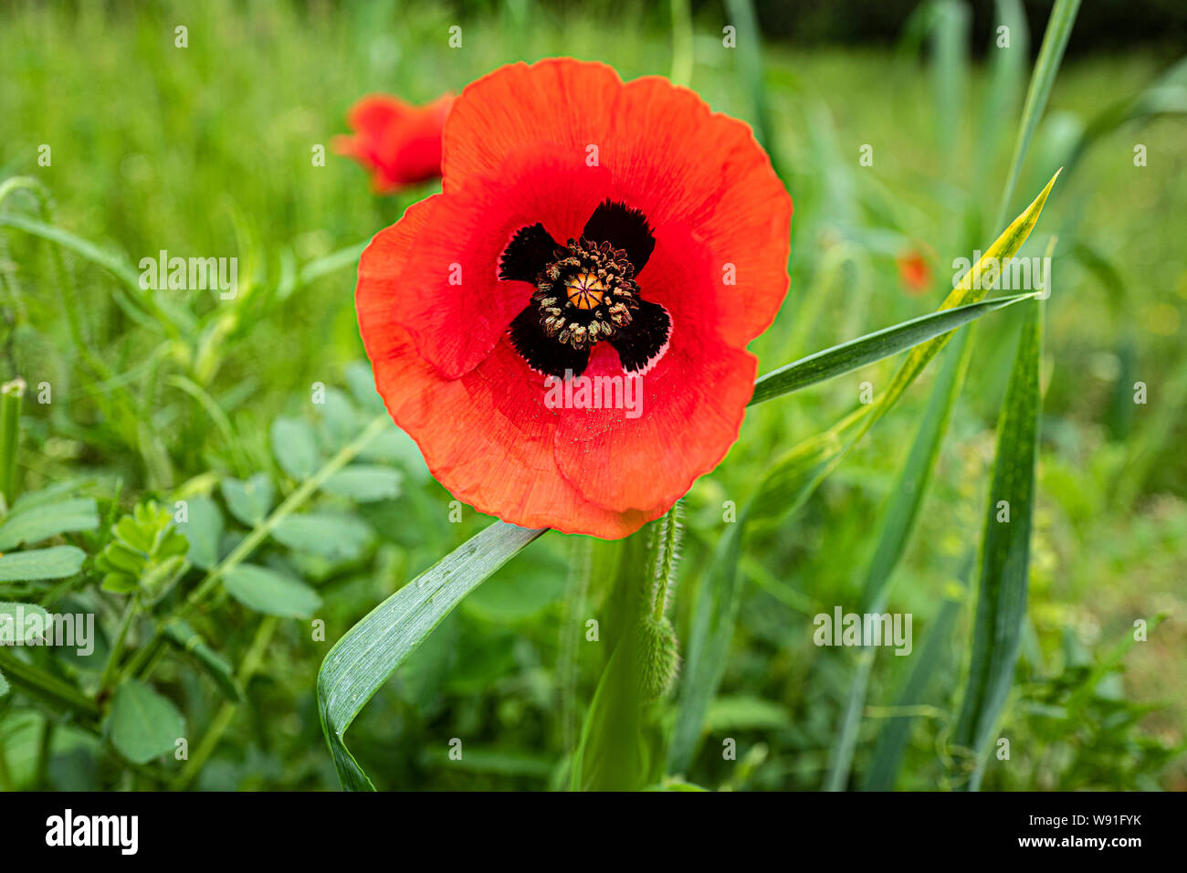 Victoria flowering hi-res stock photography and images - Alamy
