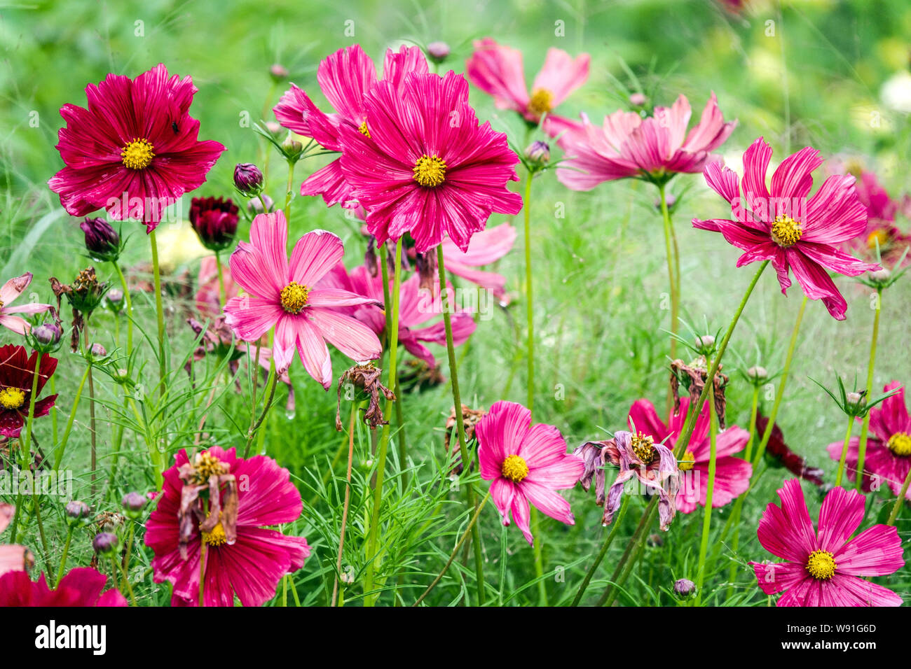 Red Mexican aster, Garden cosmos Stock Photo - Alamy