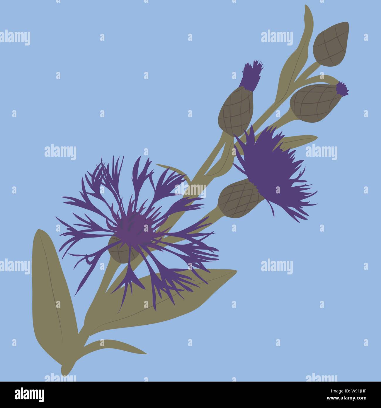 Vector illustration of of blue knapweed Stock Vector Image & Art - Alamy