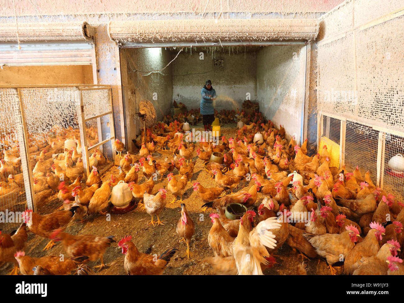 Poultry farmer hi-res stock photography and images - Alamy