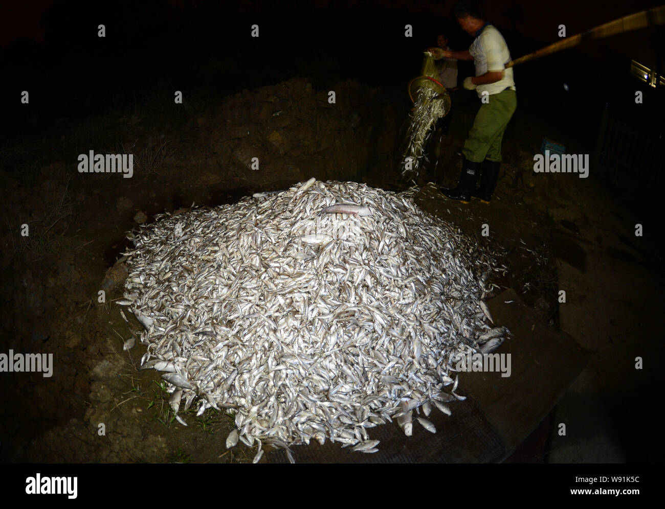 Dead fish pollution china hi-res stock photography and images - Alamy