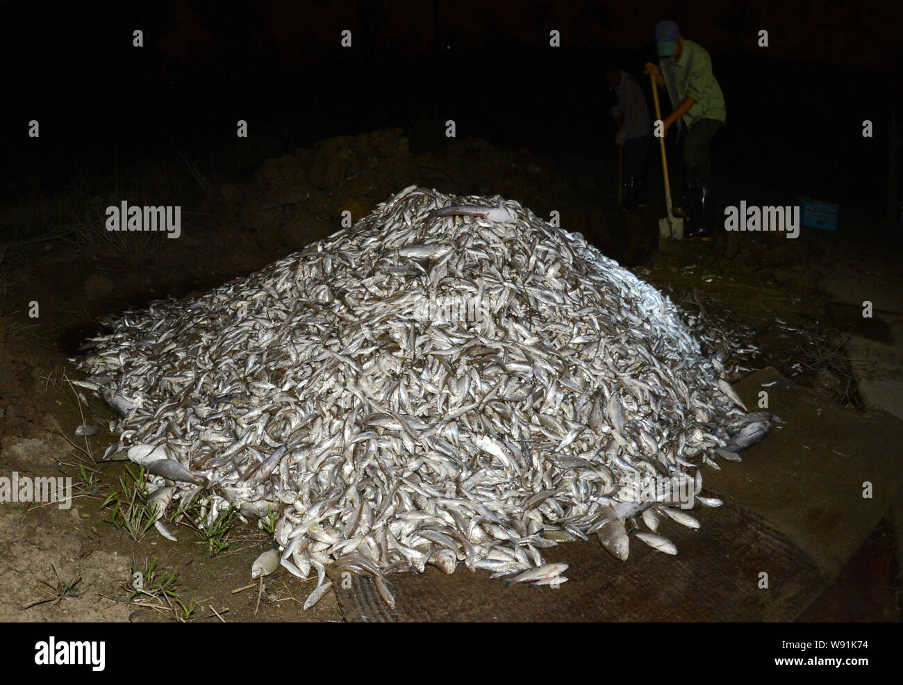 A Chinese cleaning staff piles up dead fish on the bank of the Fu river ...