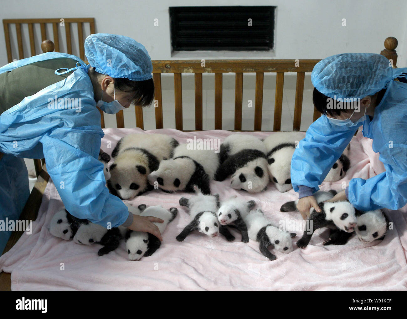 Baby Pandas In Crib
