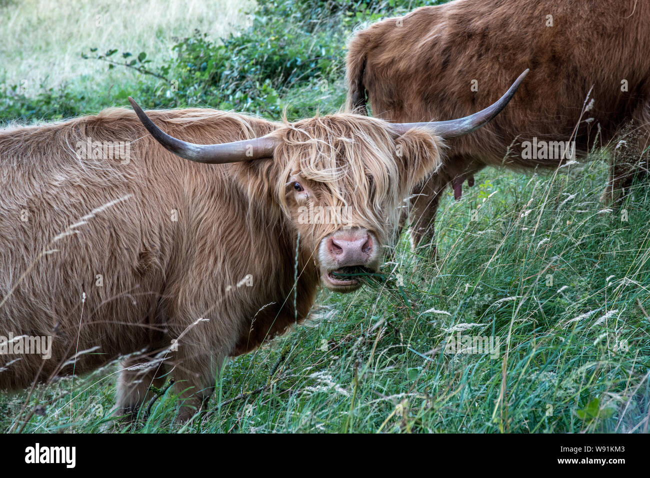 Chewing the cud hi-res stock photography and images - Alamy