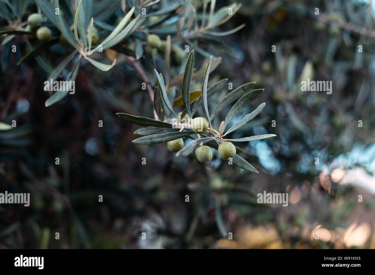 Olive garden green sky hi-res stock photography and images - Alamy
